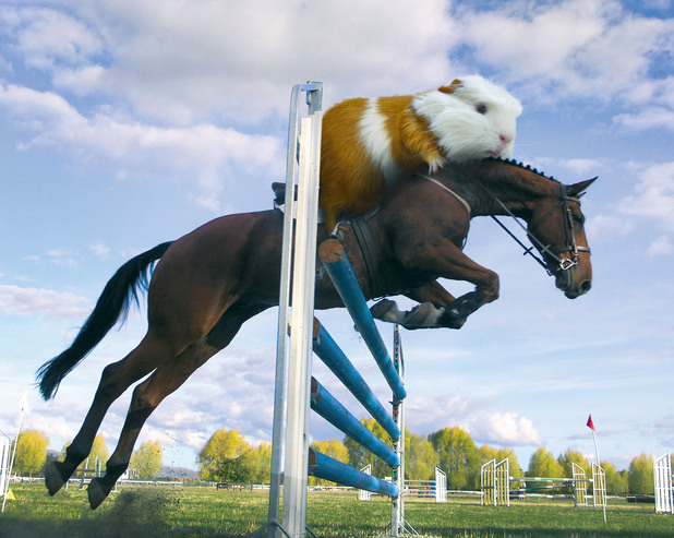 Guinea Pig Show Jumping - Lifestyle: Guinea Pig Olympics - Reveal